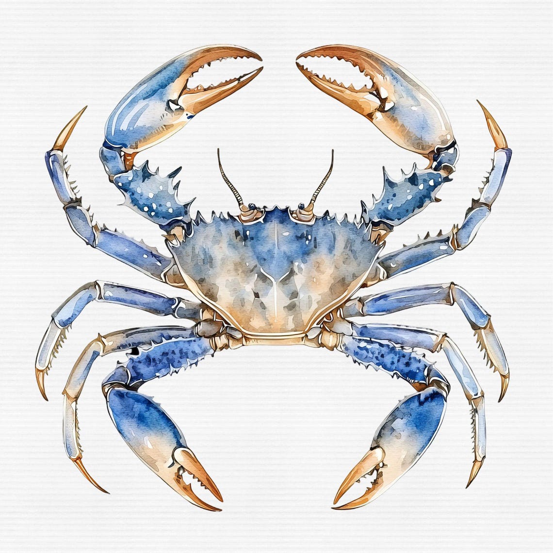 Watercolor Blue Crab PNG, Maryland Crab PNG Single Image, Blue Crabs ...