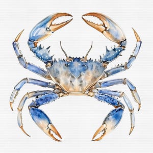 Watercolor Blue Crab PNG, Maryland Crab PNG Single Image, Blue Crabs ...
