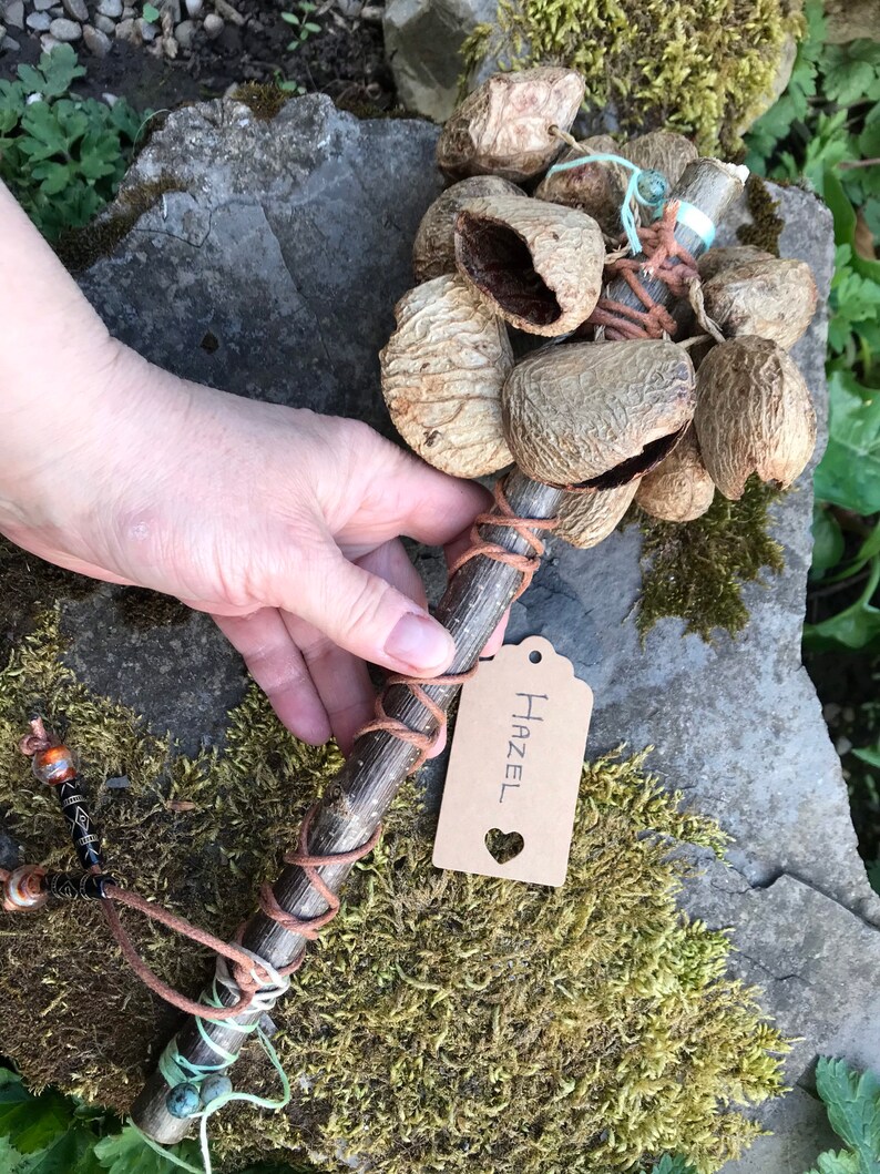HAZEL RATTLE Seed Pod Shaker Protection Tapar Calabash Beech - Etsy UK