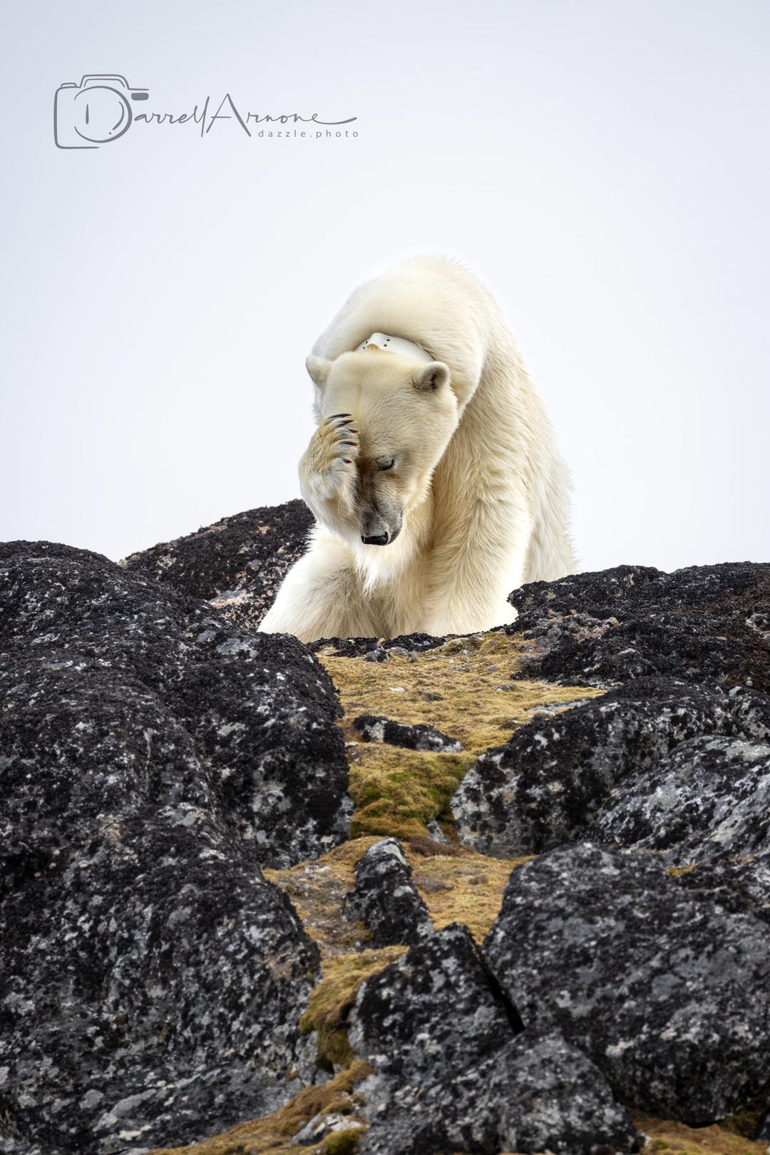 BEARLY AWAKE | Polar Bear Wakes up Slowly, Spitsbergen | Mounted Photo ...