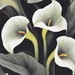 Floral Stationary Stickers Sheet of Six *calla Lily* - Etsy