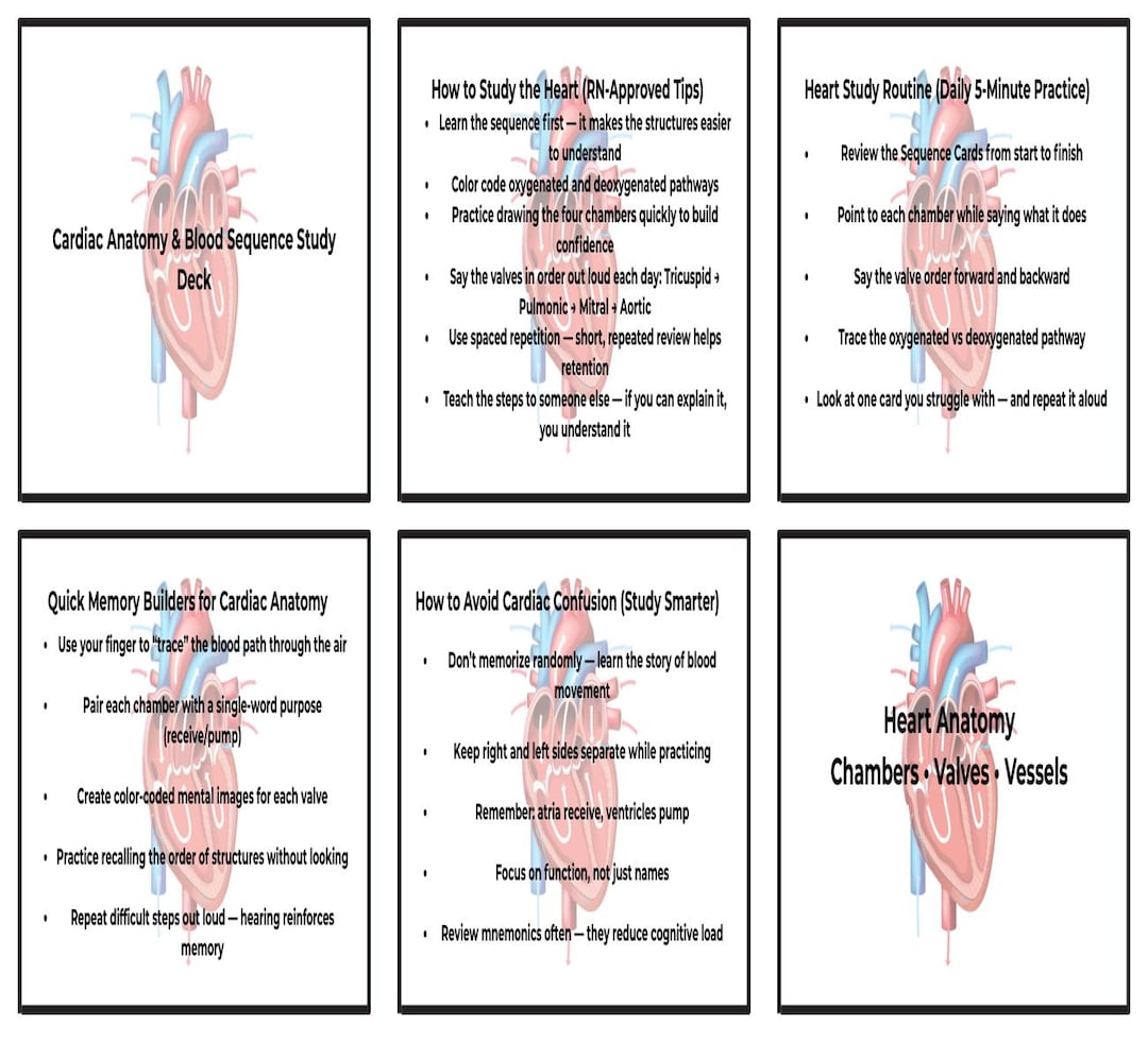 Cardiac Anatomy & Blood Sequence Flashcards, Nursing Student Study Deck ...