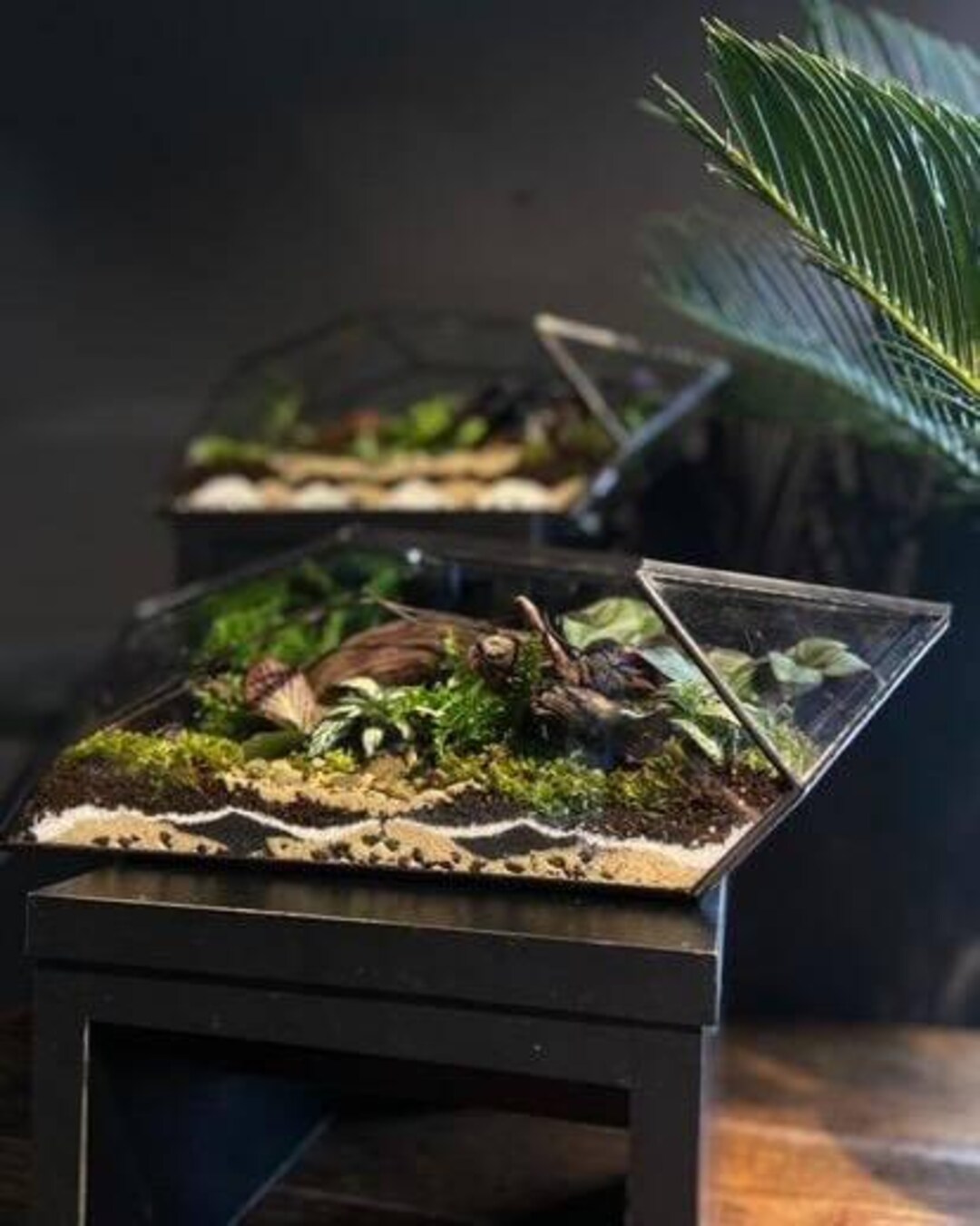 Geometric Terrarium Prism Desktop Mossarium Centrepiece Preserved Moss ...