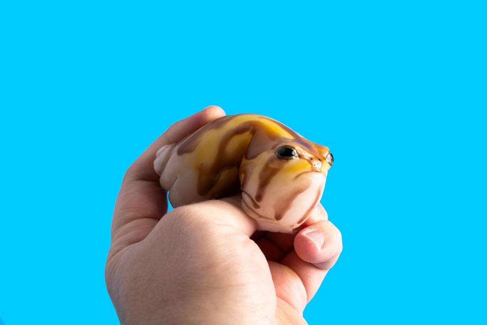 Glompy - Squishy Rain Frog - Etsy