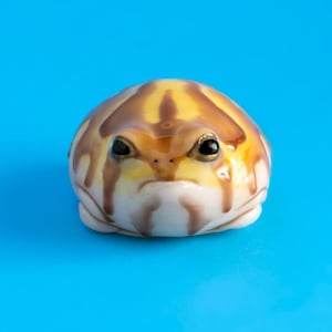 Glompy - Squishy Rain Frog - Etsy
