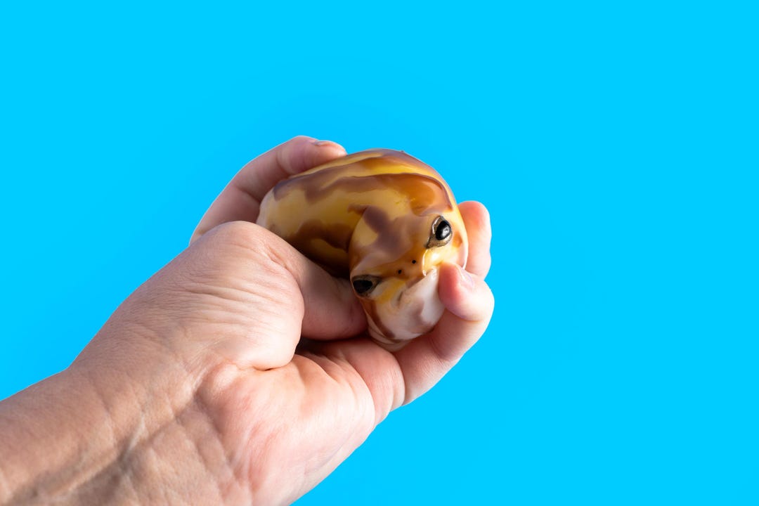 Glompy - Squishy Rain Frog - Made to Order - Etsy