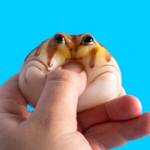 Glompy - Squishy Rain Frog - Etsy