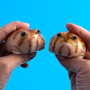 Glompy - Squishy Rain Frog - Etsy