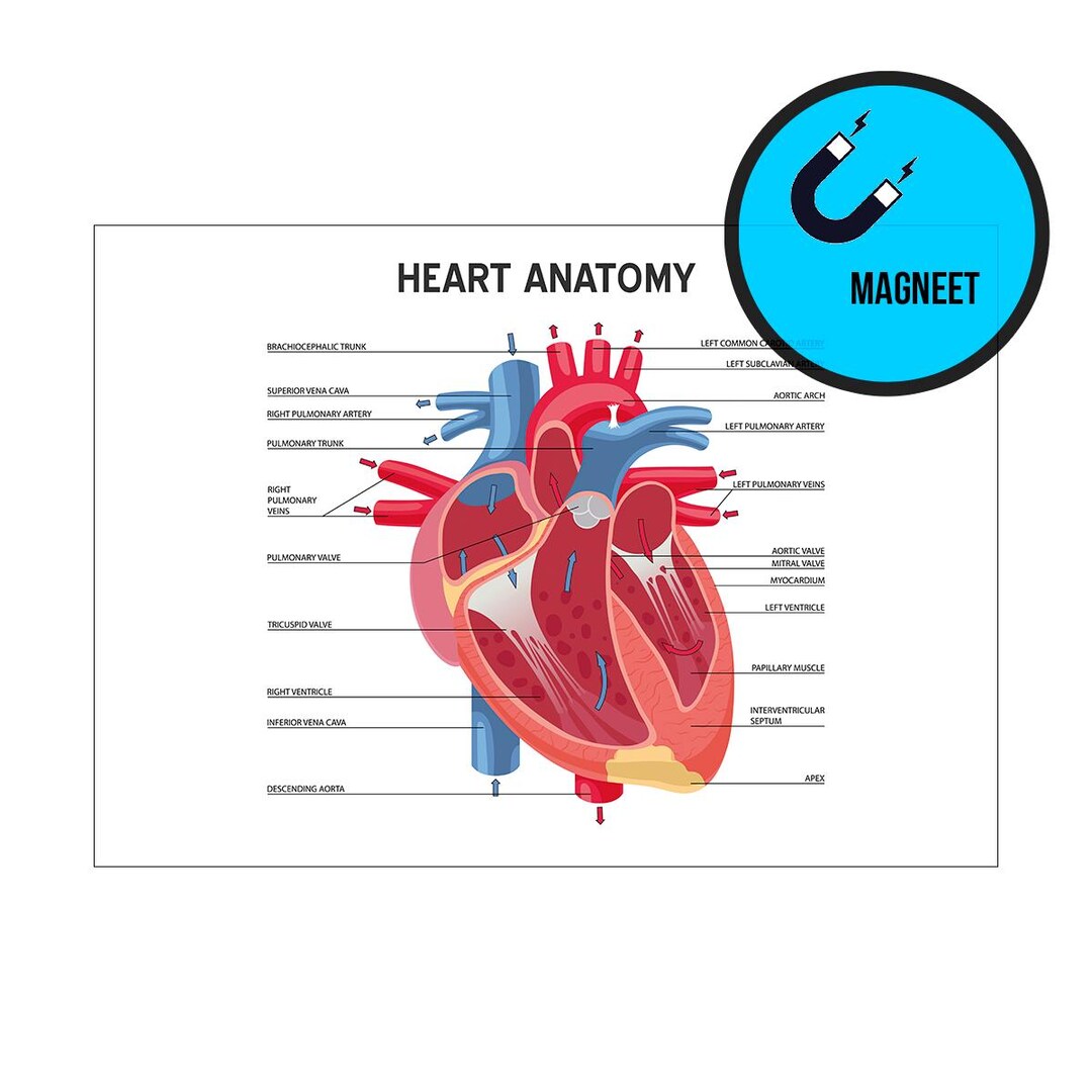 Magnetic Board Heart Anatomy 40 X 30 Cm Anatomical Map the Heart ...