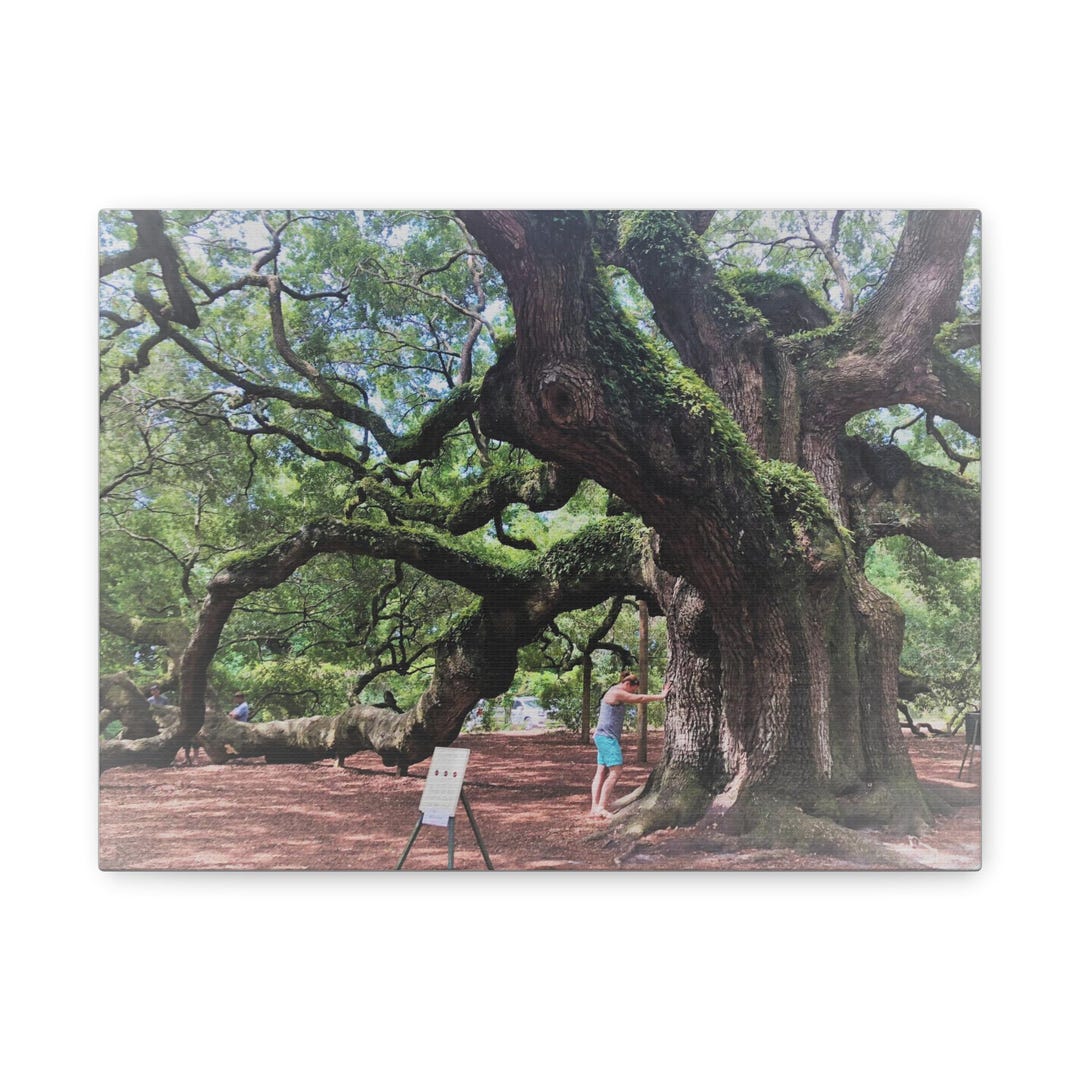 Grounding at the Angel Oak Tree (st. John's Island, SC) {tranquil Tree Print, Spiritual Print ...
