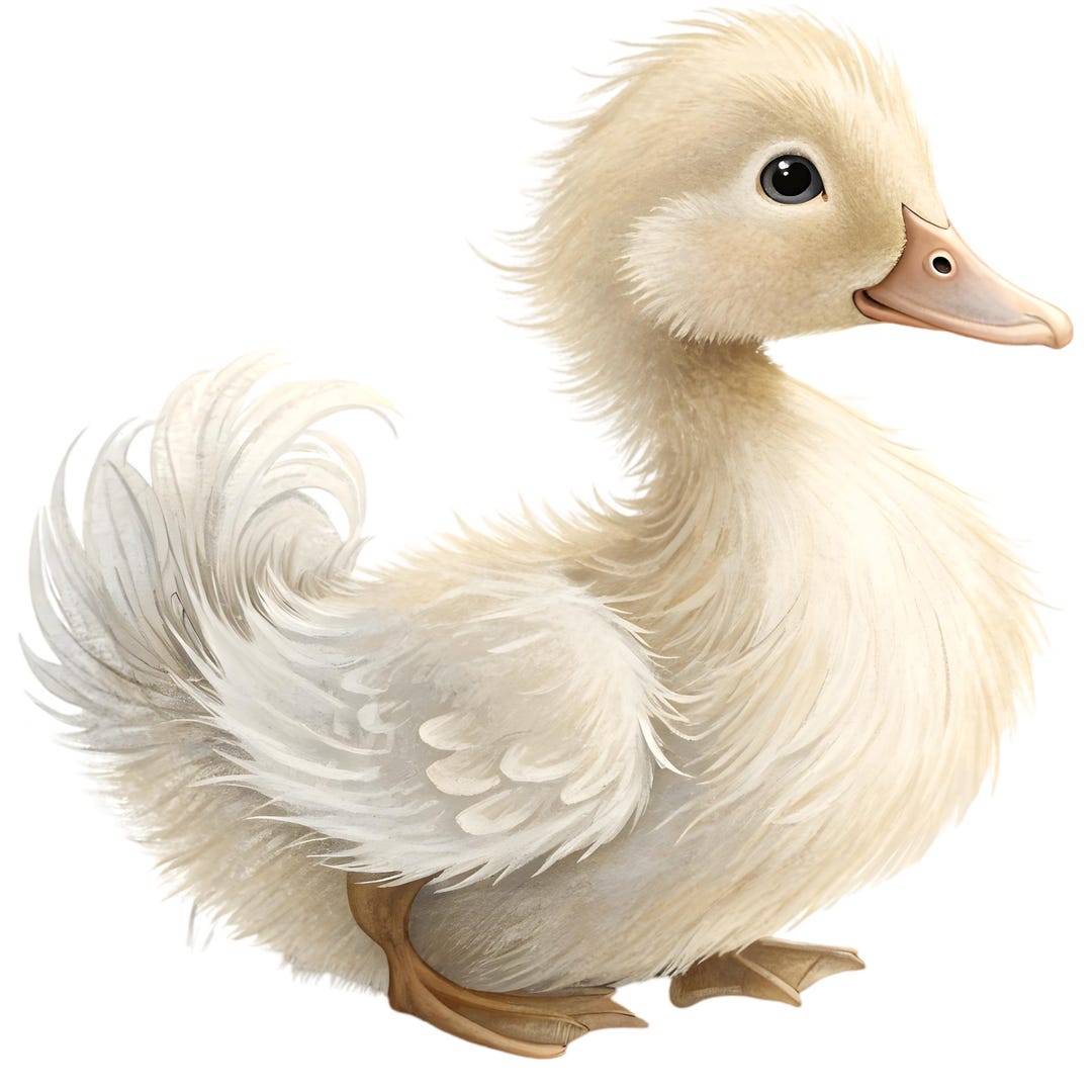 20 Duckling Clipart Collection | 300 DPI 5000x5000 | PNG Instant ...