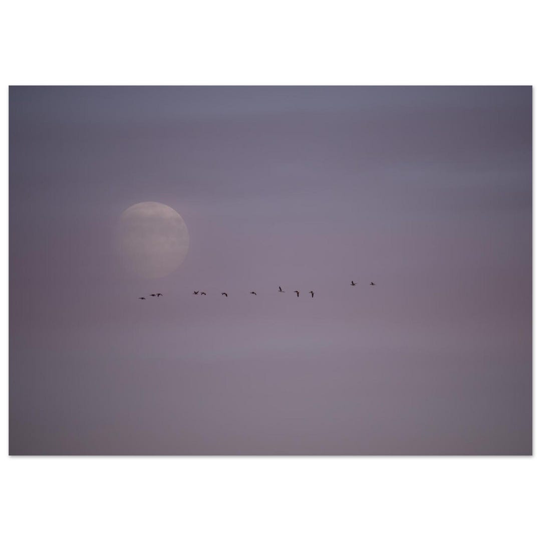 Moonlit Migration – Fine Art Photography Print | Nordic Minimalist Wall ...