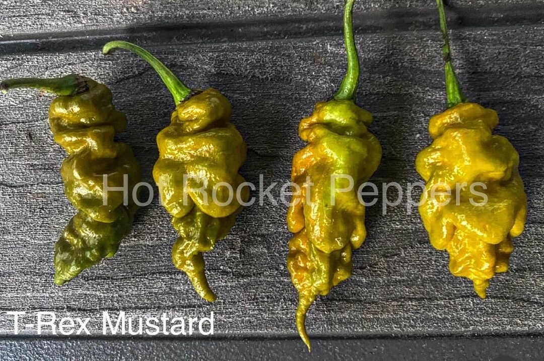 T.rex Mustard Super Hot Pepper Seeds - Etsy