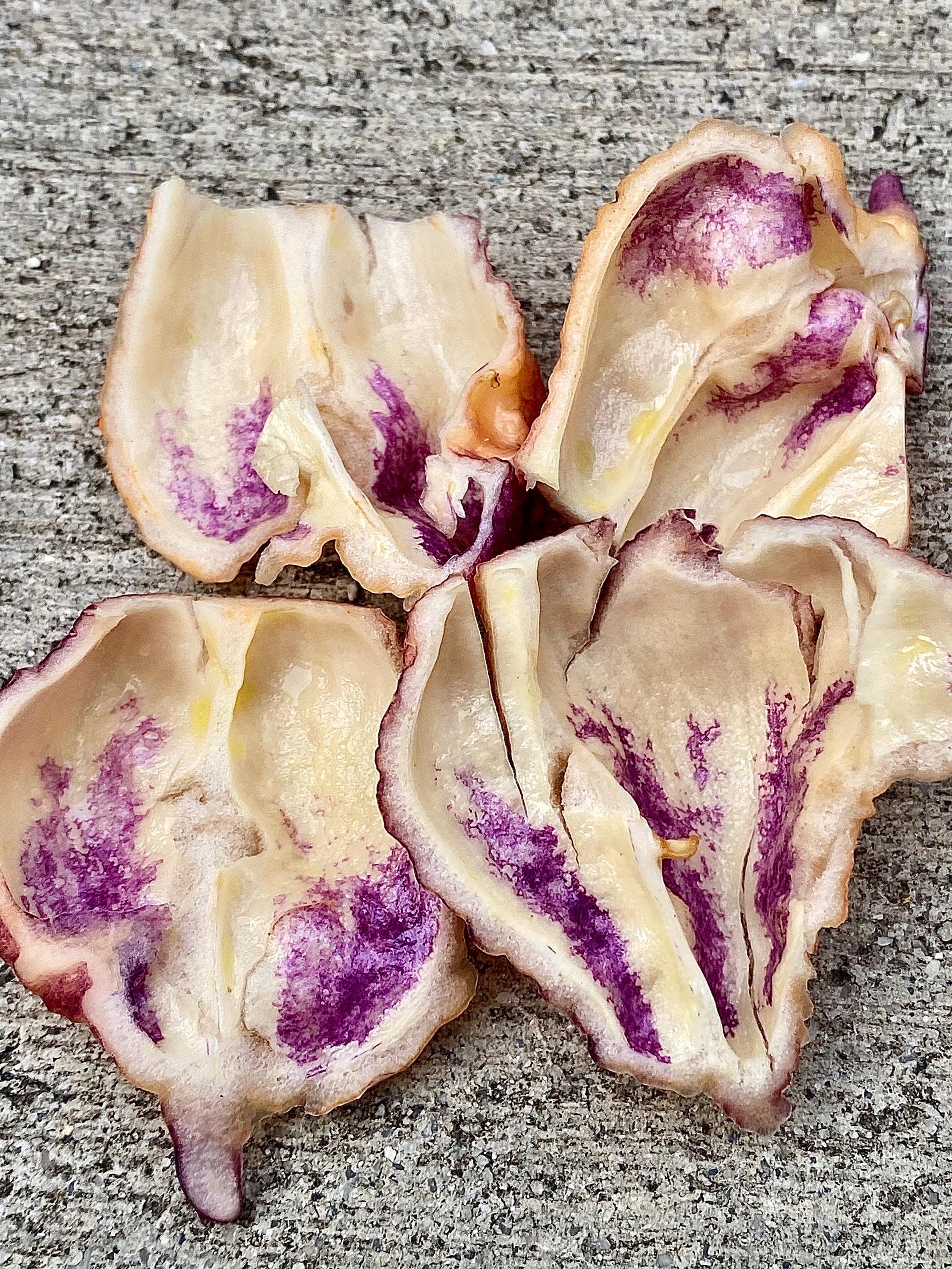 Faddas Boar Claw Purple F7 Super Hot Pepper Seeds - Etsy