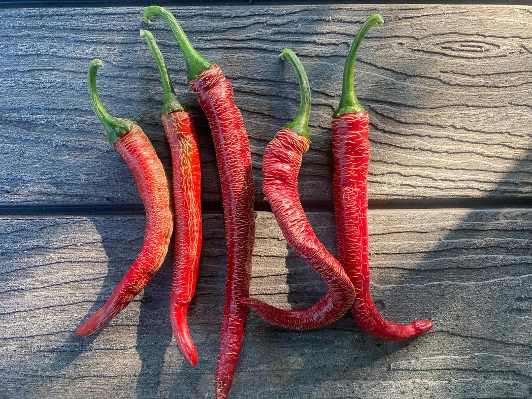 Farmer’s Market Longhorn Pepper Seeds - Etsy