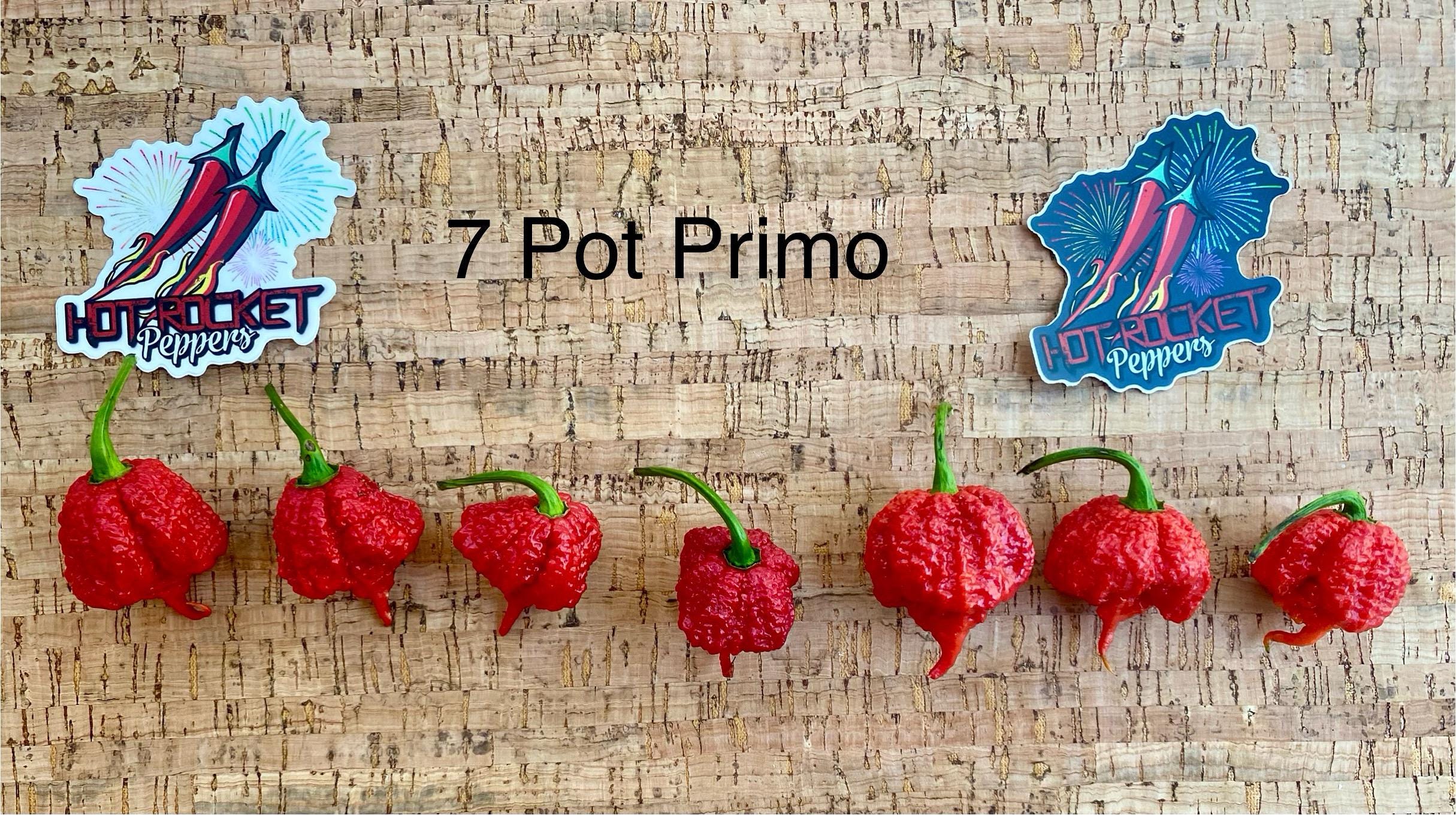7 Pot Primo Super Hot Pepper Seeds - Etsy