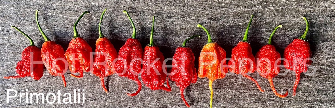 Primotalii Super Hot Pepper Seeds - Etsy