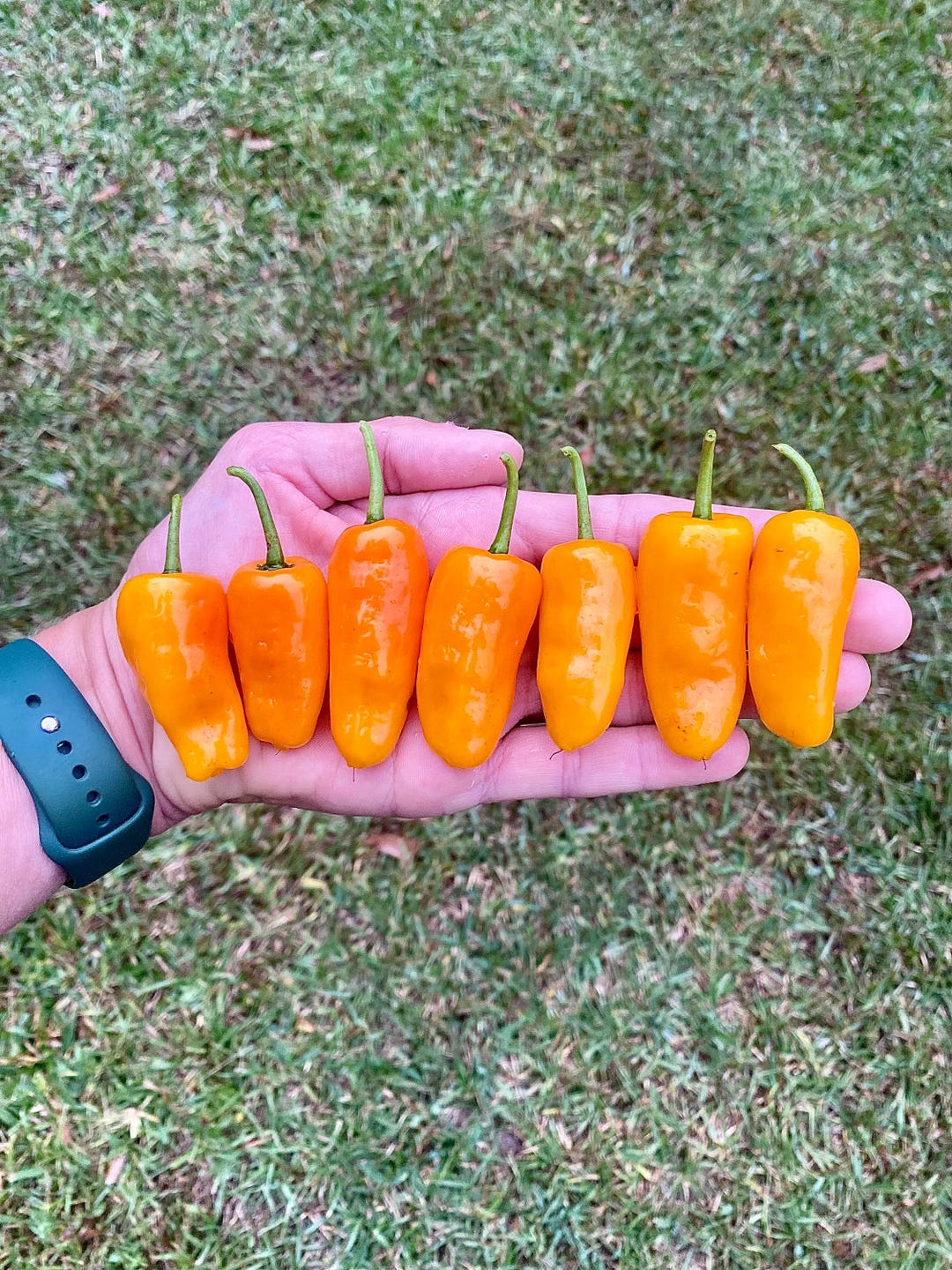 Datil Pepper Seeds - Etsy