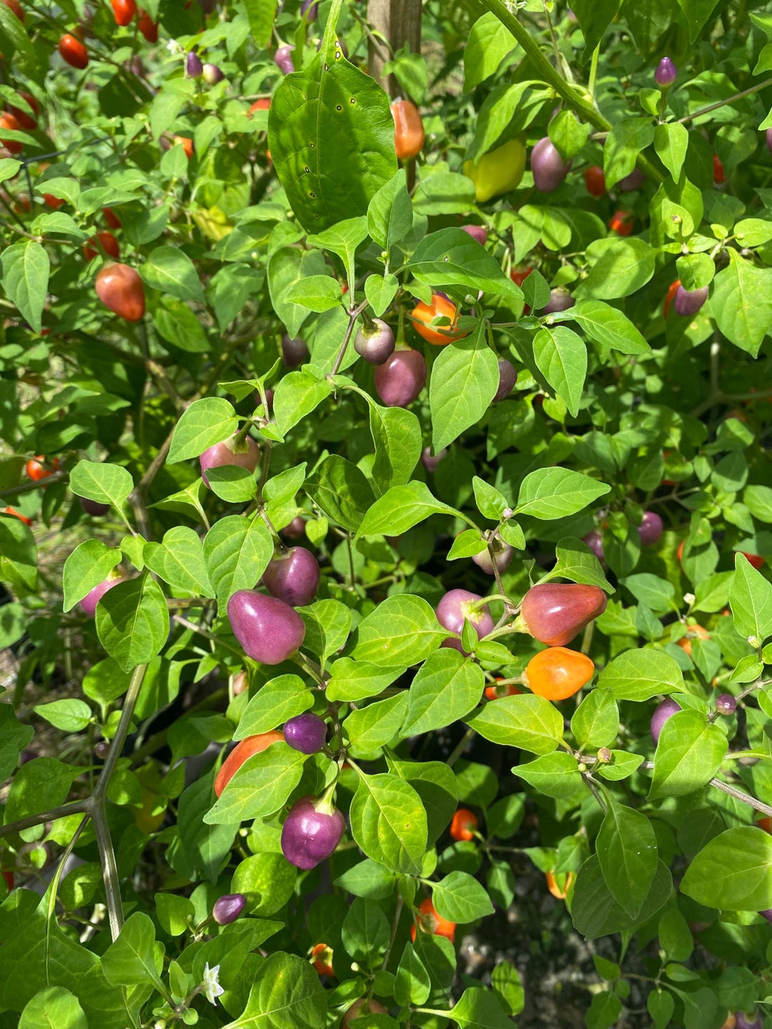 Aji Ayuyo Pepper Seeds - Etsy