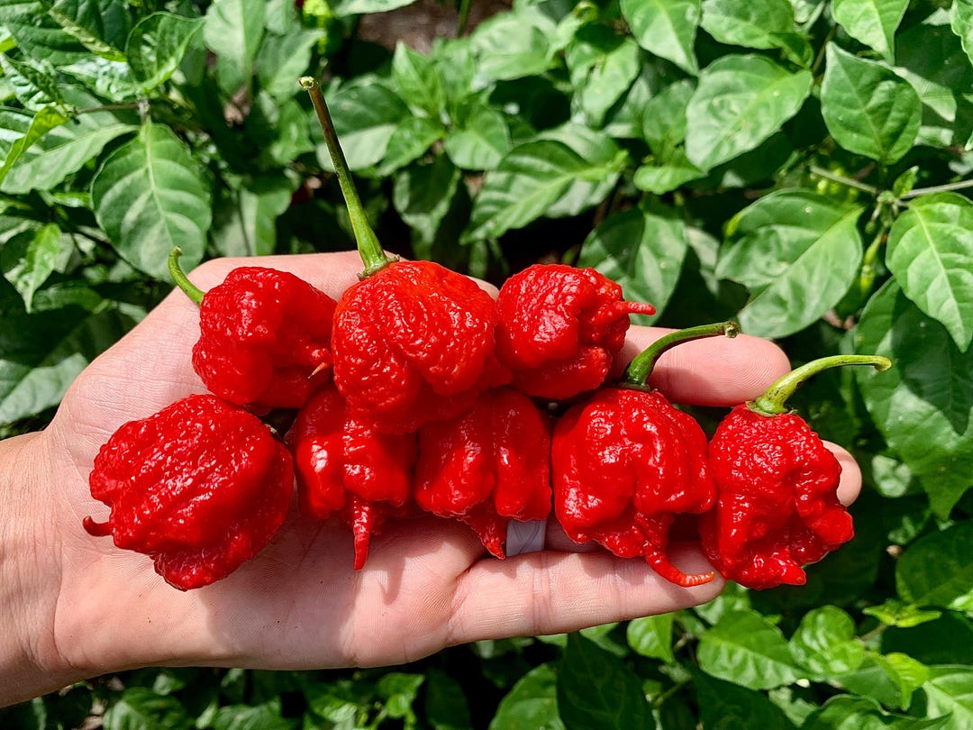 7 Pot Primo Super Hot Pepper Seeds - Etsy