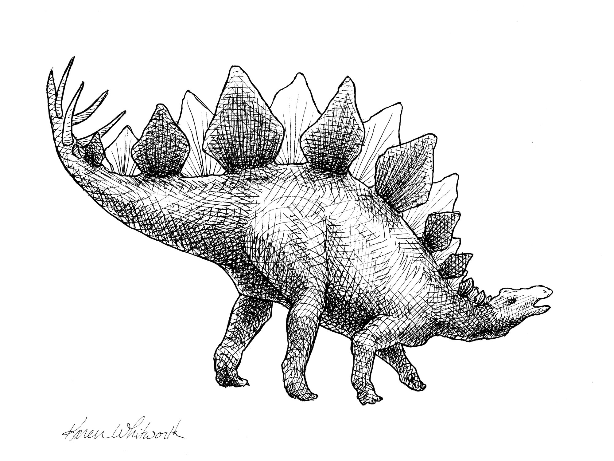 Stegosaurus Sketch