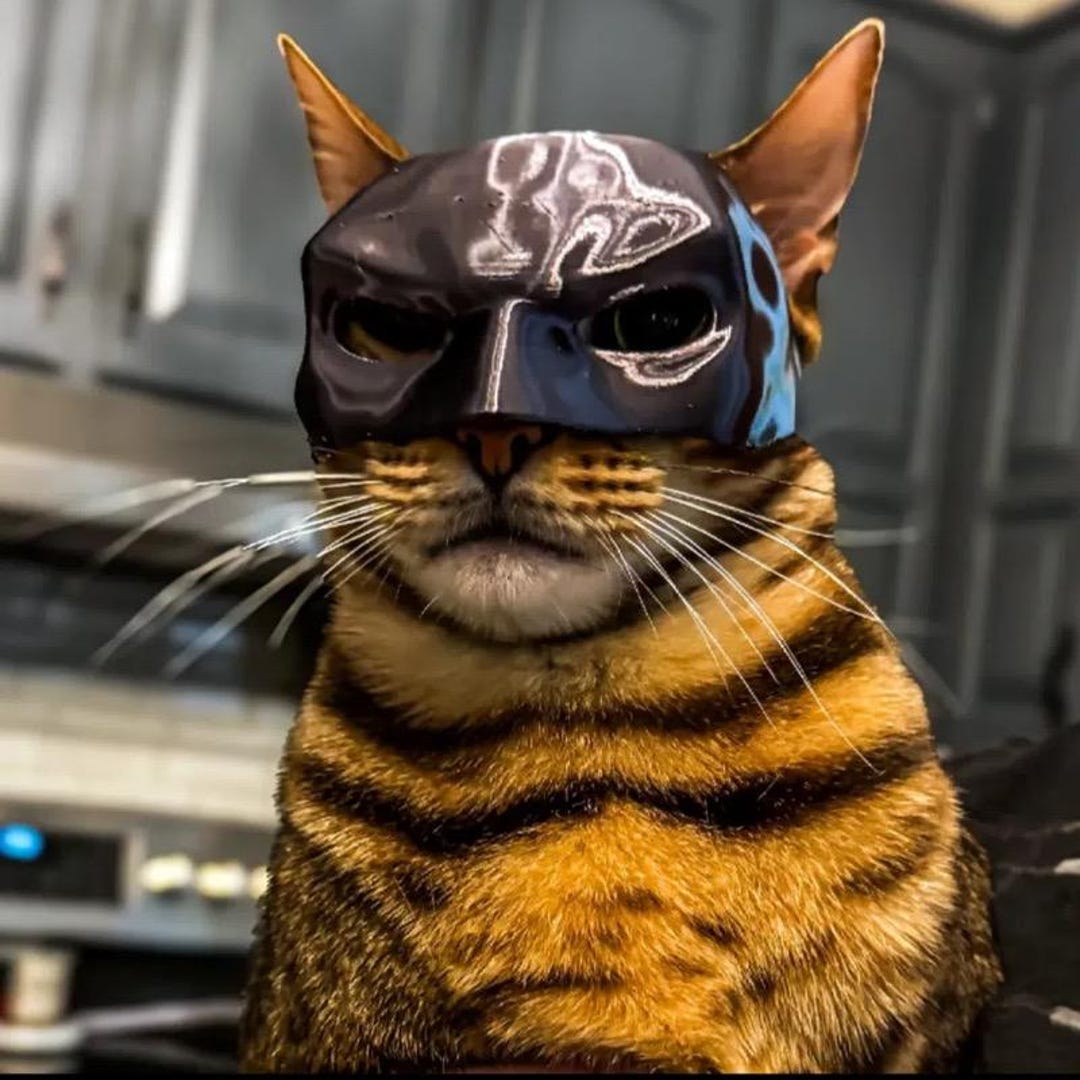 Batman Cat Helmet - Etsy