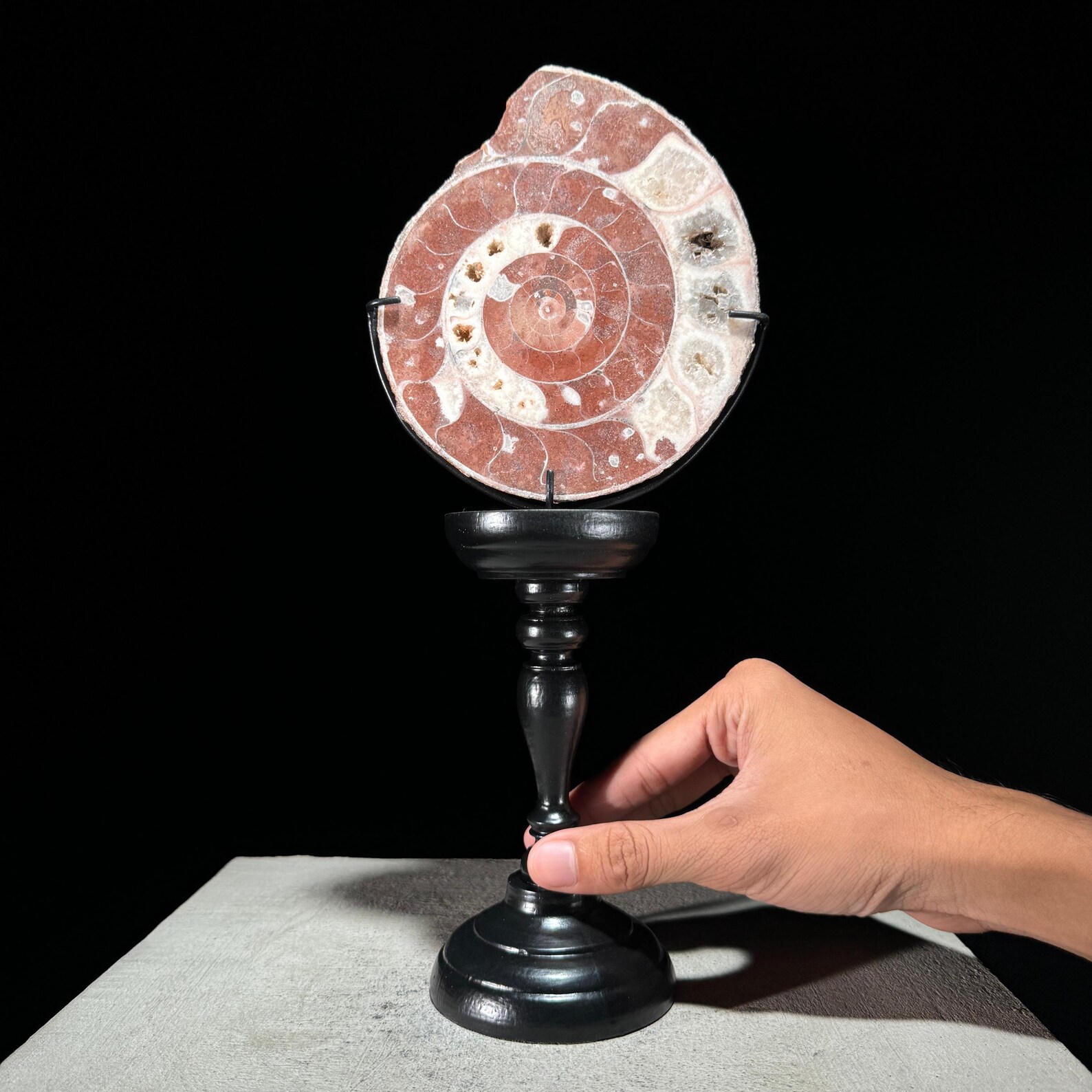 Ammonite Fossil on Stand Unique Natural Stone Decor for Home - Etsy