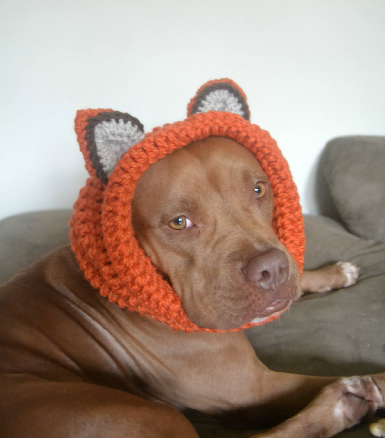 Fox Dog Hat Dog Hat Hats for Dogs Gift for Pet Lovers | Etsy