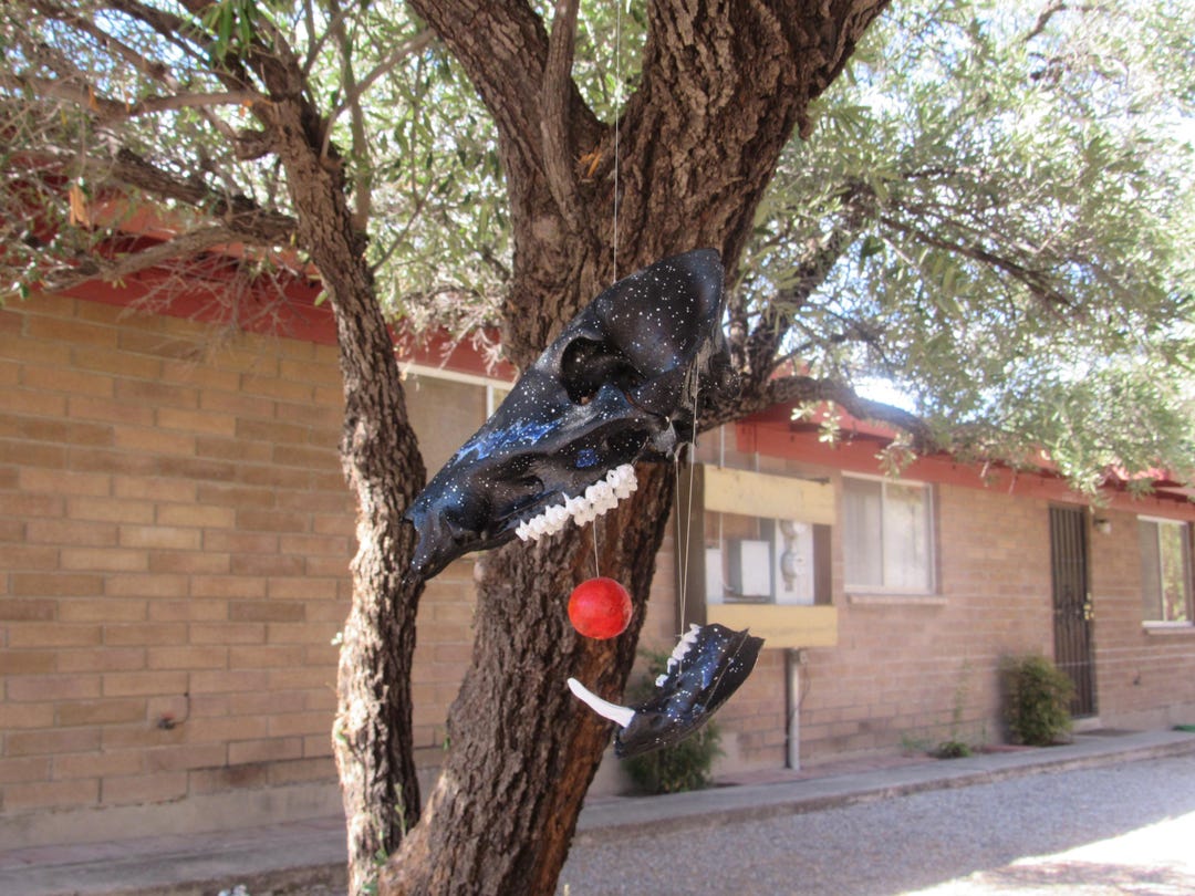 Cosmic Floating Jaw Javelina Skull - Etsy