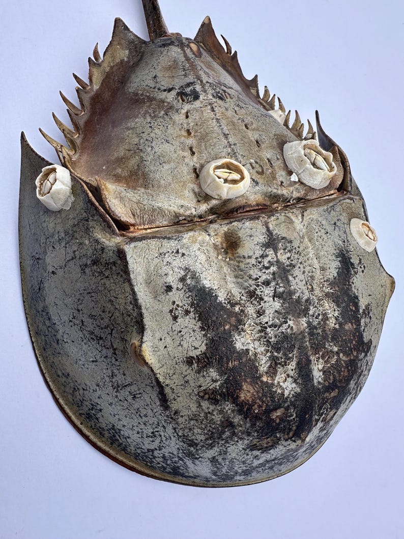 Preserved Horseshoe Crab Shell, Natural Curiosity, Taxidermy Specimen ...
