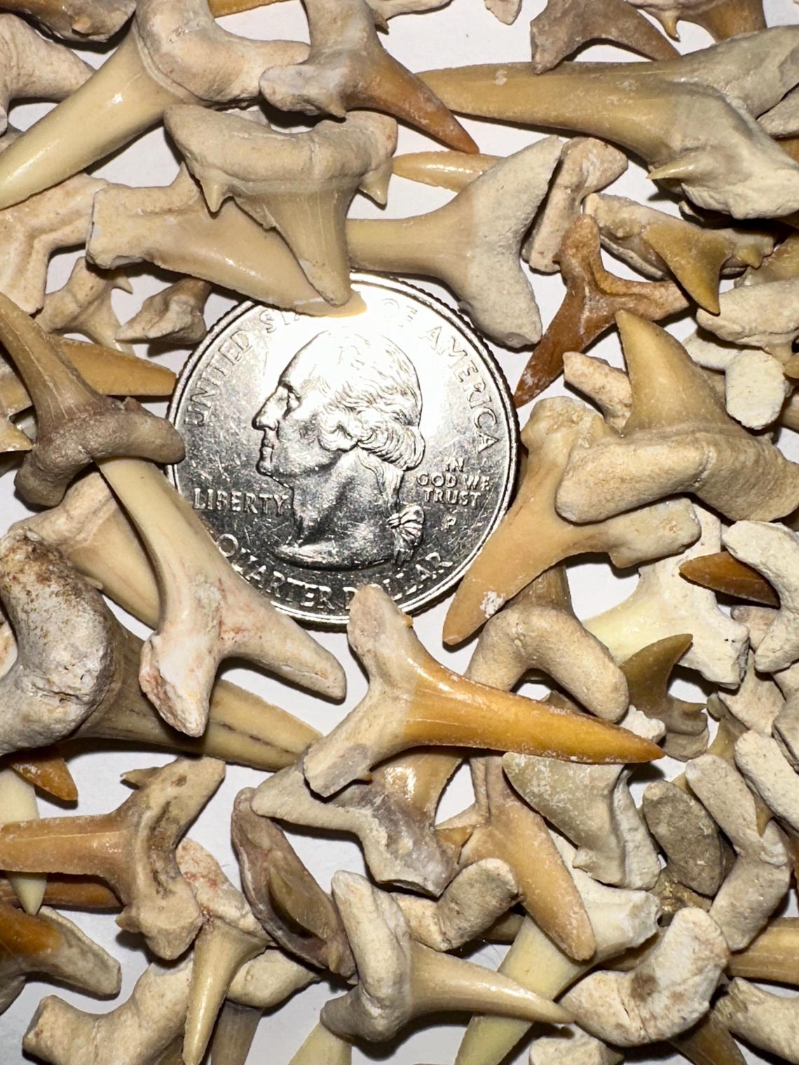 Fossilized Shark Teeth From Morocco - 6 for 10 Dollars. - Etsy