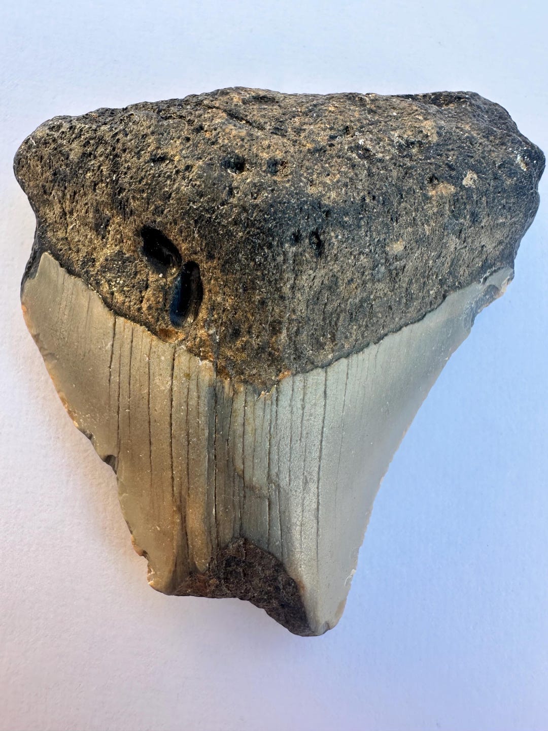 Authentic 2 Inch Megalodon Tooth, Millions of Years Old. (partial Tooth ...