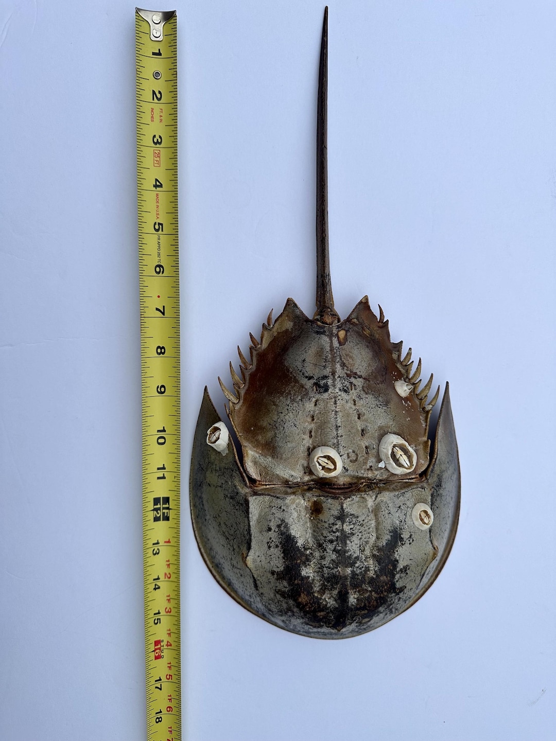 Preserved Horseshoe Crab Shell, Natural Curiosity, Taxidermy Specimen ...