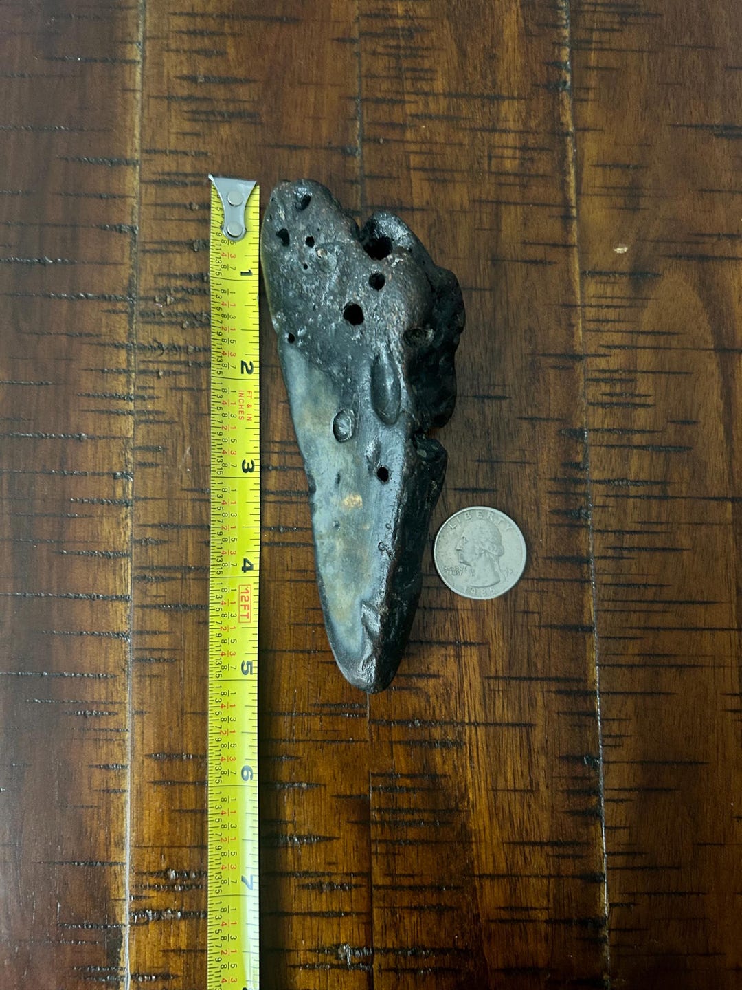 Authentic 5 Inch Megalodon Tooth, Millions of Years Old (partial Tooth ...