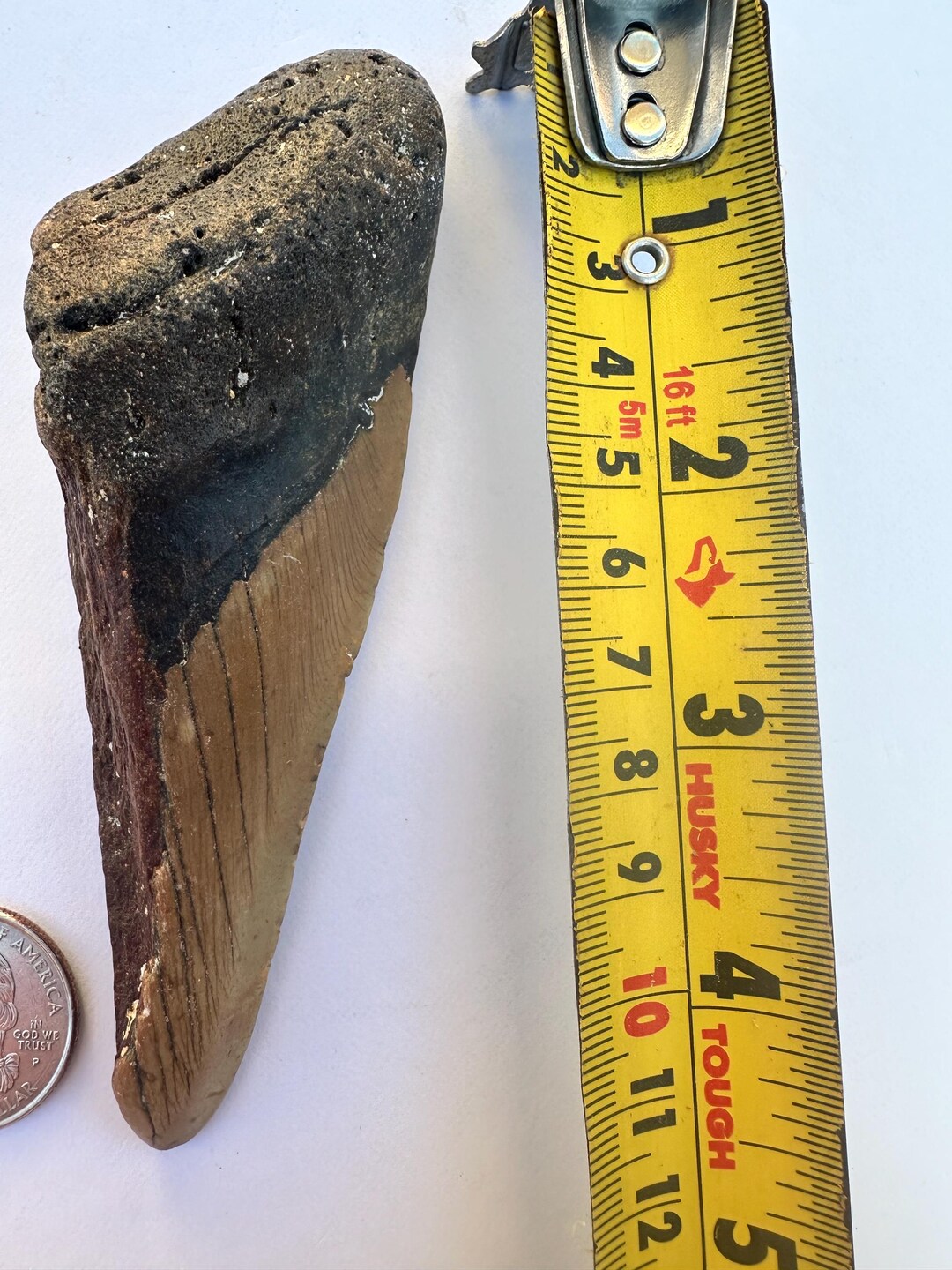 Authentic 4.5 Inch Megalodon Tooth, Millions of Years Old. (partial ...