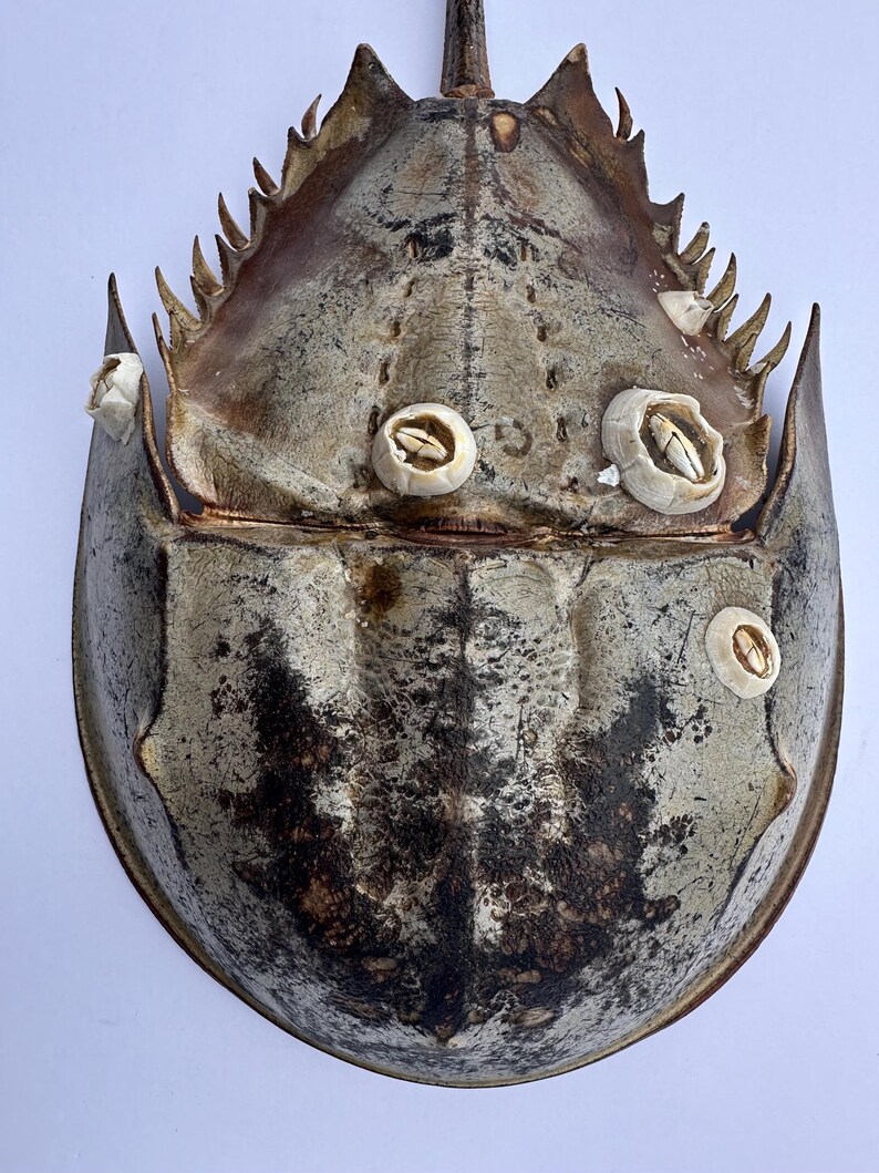 Preserved Horseshoe Crab Shell, Natural Curiosity, Taxidermy Specimen ...