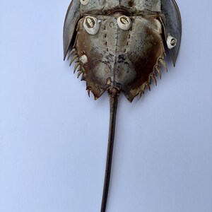Preserved Horseshoe Crab Shell, Natural Curiosity, Taxidermy Specimen ...