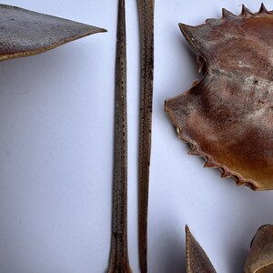 Preserved Horseshoe Crab Shell Lot Authentic Broken Shells, Perfect for ...