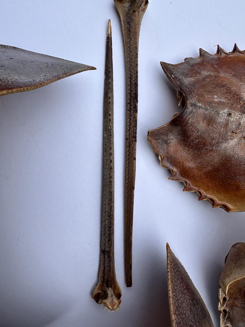 Preserved Horseshoe Crab Shell Lot Authentic Broken Shells, Perfect for ...