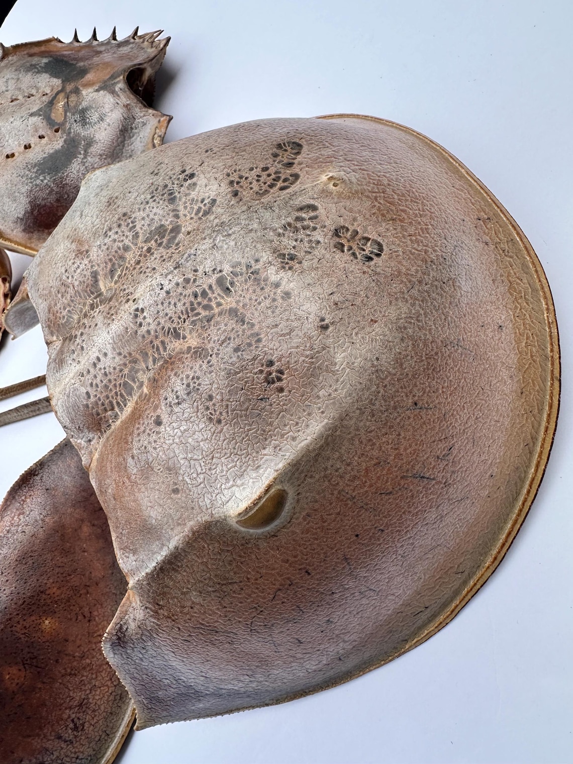 Preserved Horseshoe Crab Shell Lot Authentic Broken Shells, Perfect for ...