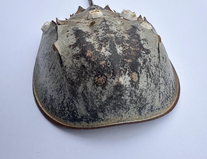 Preserved Horseshoe Crab Shell, Natural Curiosity, Taxidermy Specimen ...