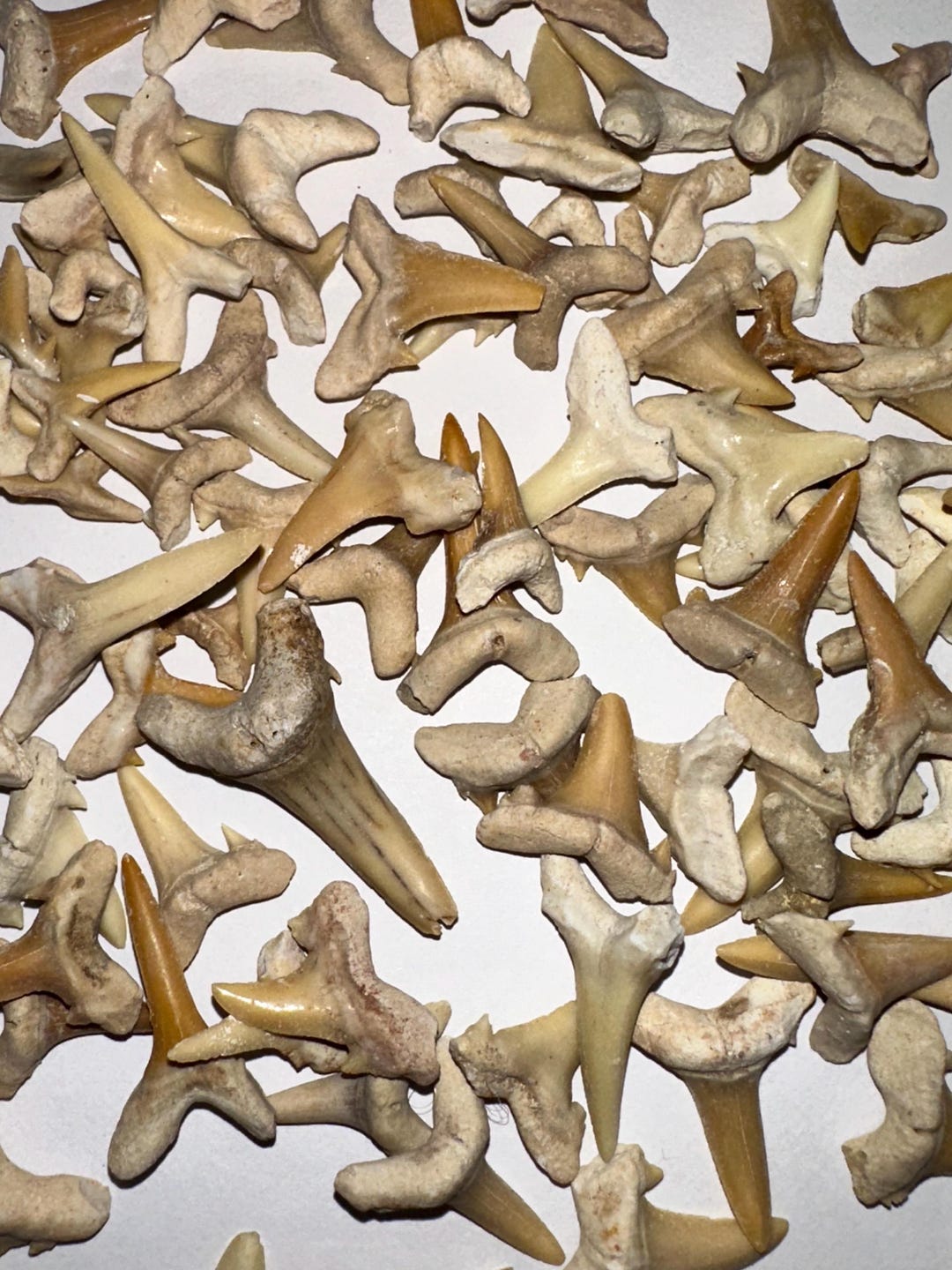 Fossilized Shark Teeth From Morocco - 6 for 10 Dollars. - Etsy
