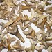 Authentic 3 Inch Megalodon Tooth, Millions of Years Old. (partial Tooth ...