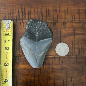 Authentic 3 Inch Megalodon Tooth, Millions of Years Old. (partial Tooth ...