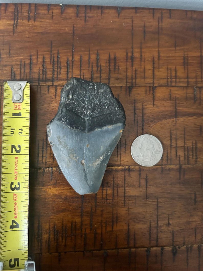 Authentic 3 Inch Megalodon Tooth, Millions of Years Old. (partial Tooth ...