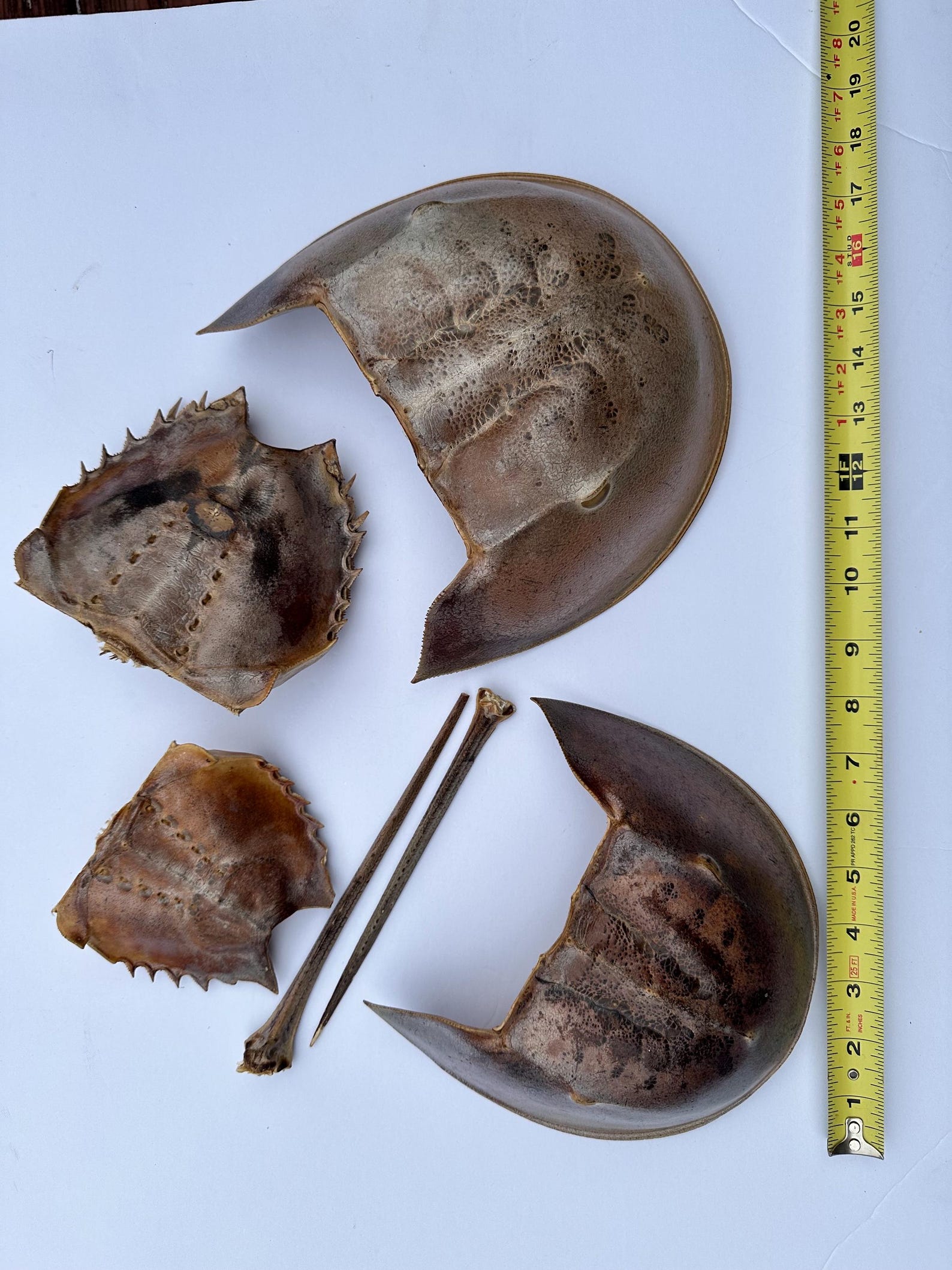 Preserved Horseshoe Crab Shell Lot Authentic Broken Shells, Perfect for ...