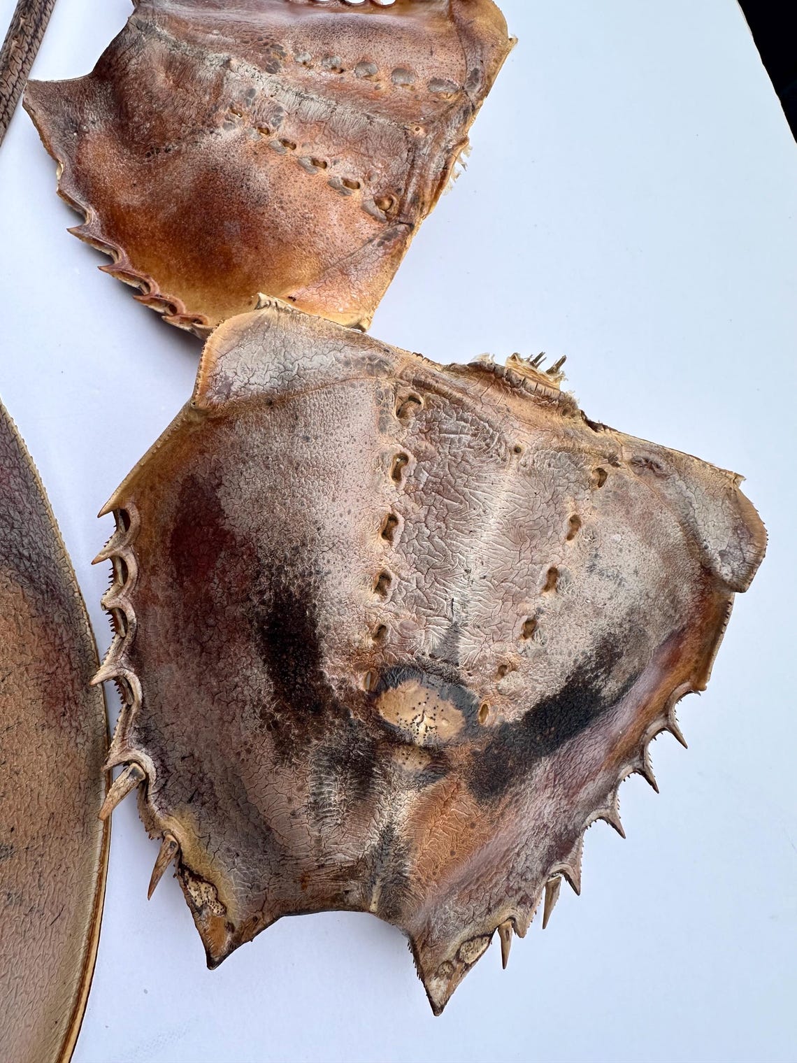Preserved Horseshoe Crab Shell Lot Authentic Broken Shells, Perfect for ...