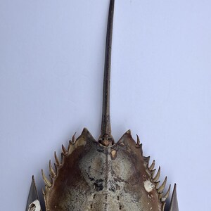 Preserved Horseshoe Crab Shell, Natural Curiosity, Taxidermy Specimen ...