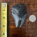 Authentic 3 Inch Megalodon Tooth, Millions of Years Old. (partial Tooth ...