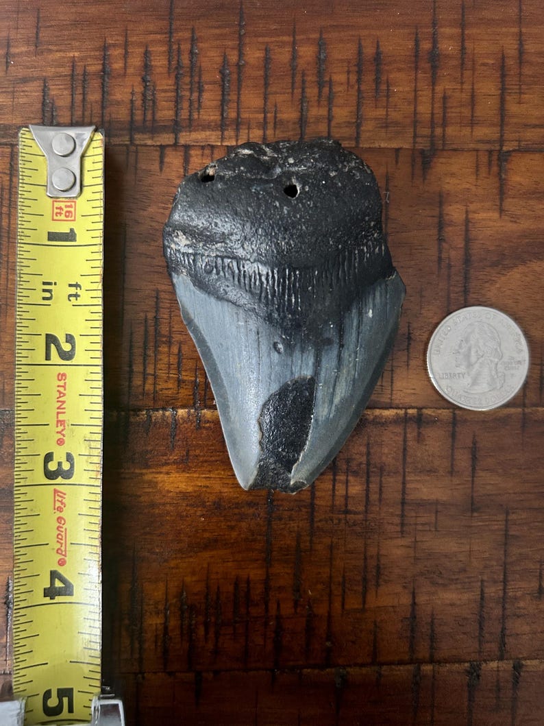 Authentic 3 Inch Megalodon Tooth, Millions of Years Old. (partial Tooth ...